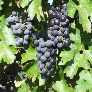 Produce - Talbott Farms