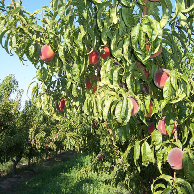 Produce - Talbott Farms